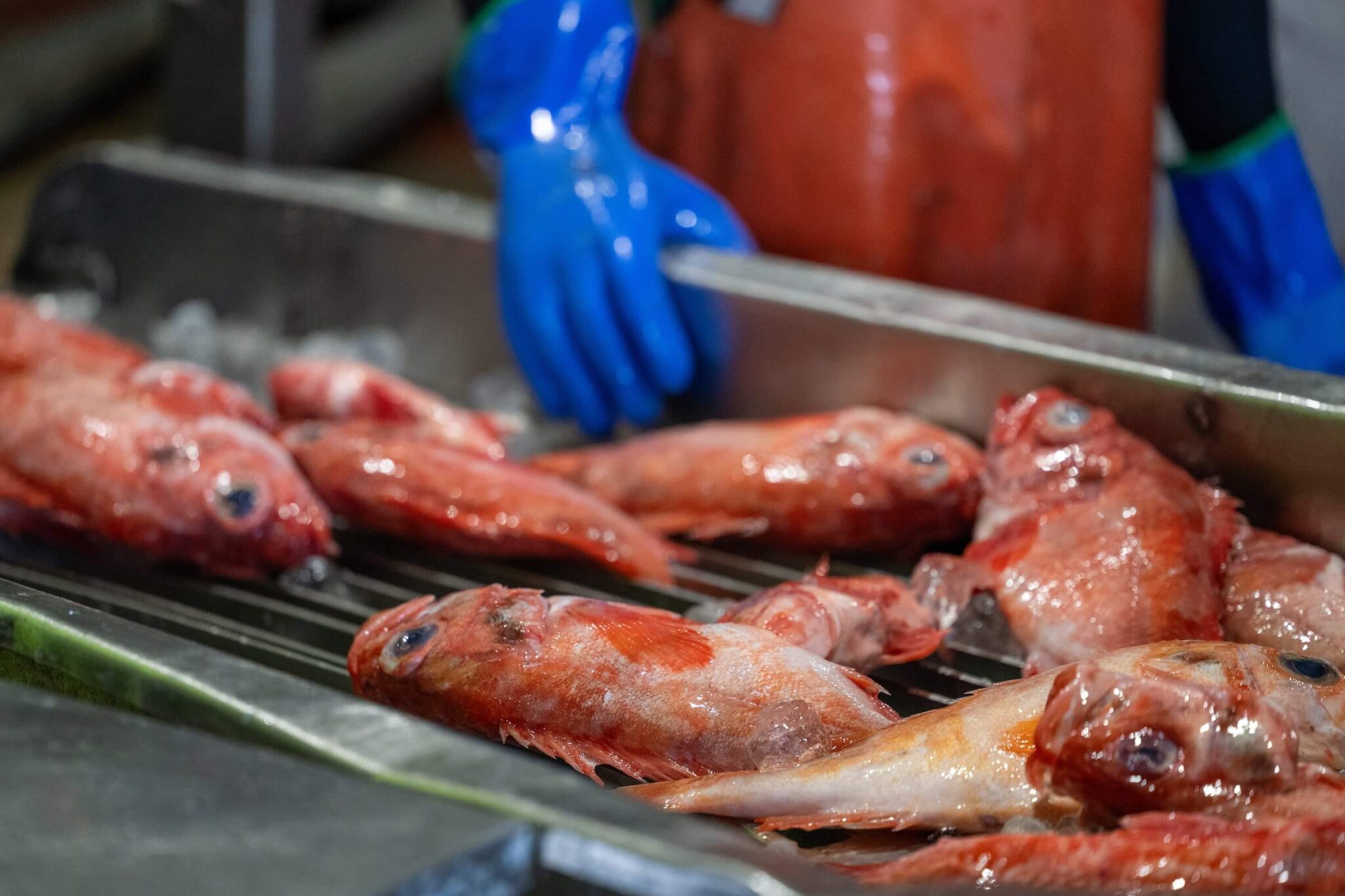 Seafood wholesale USA | New Bedford | Canastra Fishing Co.